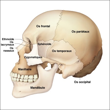 Os temporal - PhysioStudent Os temporal - PhysioStudent